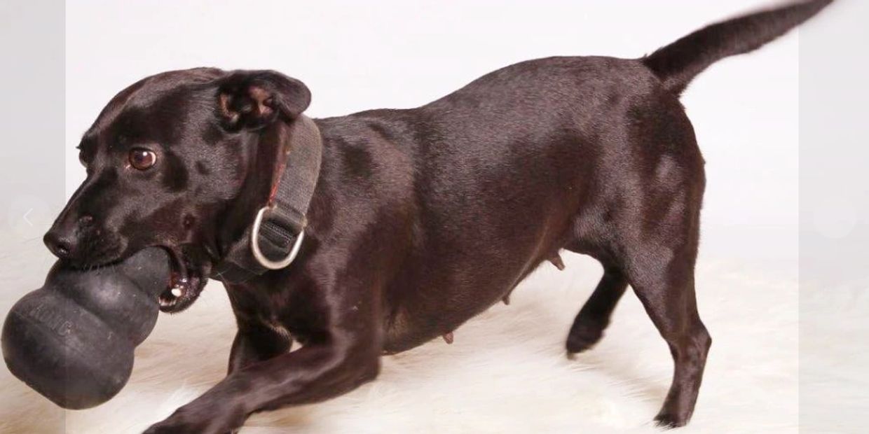 Register your kennel name